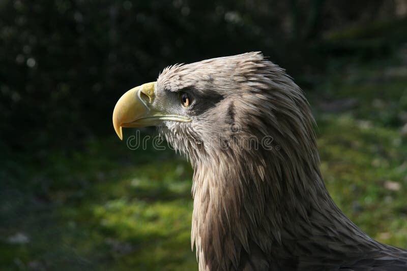 245 Sad Eagle Stock Photos - Free & Royalty-Free Stock Photos from ...