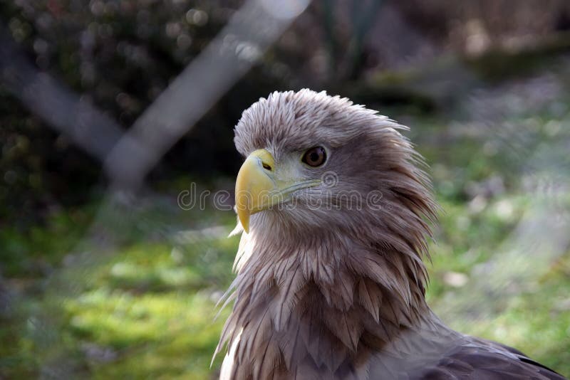 293 Sad Eagle Stock Photos - Free & Royalty-Free Stock Photos from ...