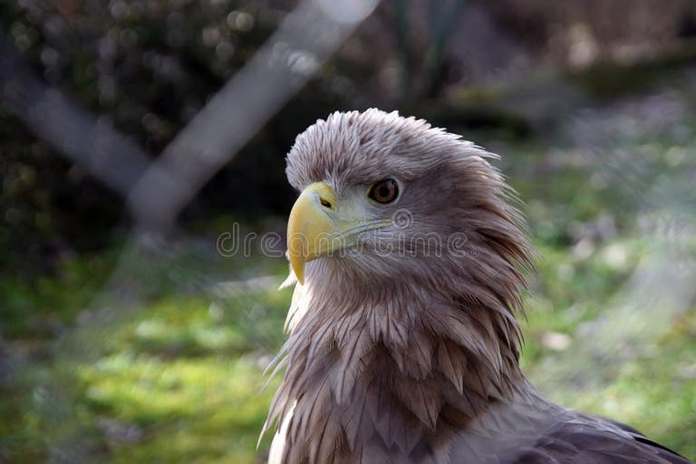 294 Sad Eagle Stock Photos - Free & Royalty-Free Stock Photos from ...