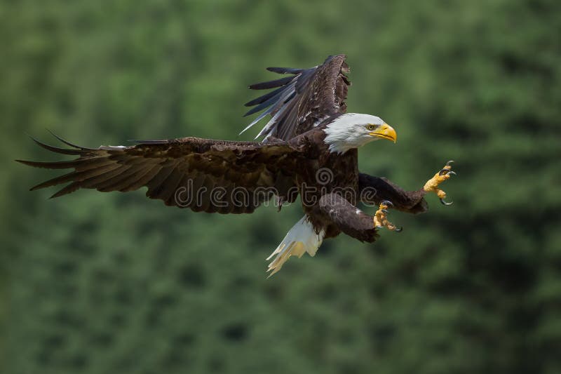 1,095 Eagle Catching Prey Stock Photos - Free & Royalty-Free Stock ...
