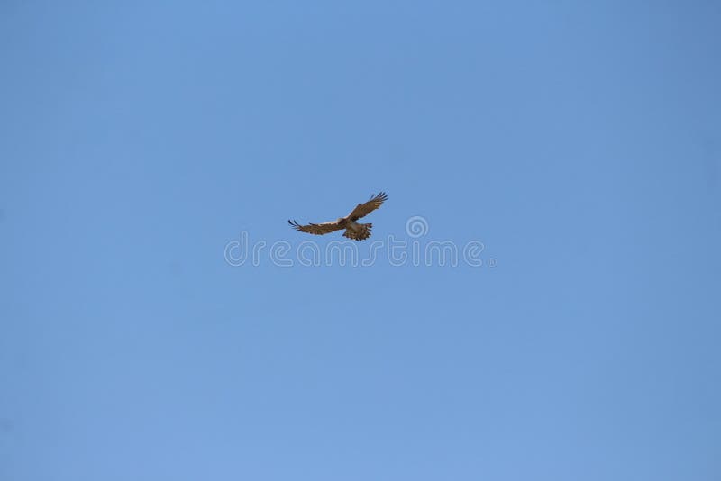 An Eagle in the Wind in a Different Posture Flaps it S Wings Vigorously ...