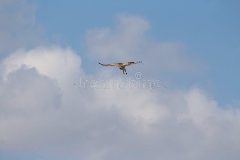An Eagle in the Wind in a Different Posture Flaps it S Wings Vigorously ...