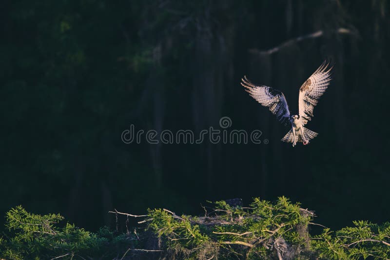 Eagle with its wings open stock image. Image of catalunya - 137497687