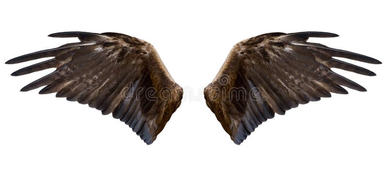 Eagle wings, isolated stock image. Image of symmetrical - 74374105