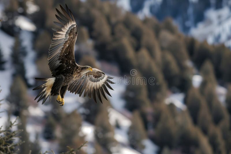 Eagle with Wings Spread Wide, Midflight, Above Alpine Tree Line Stock ...