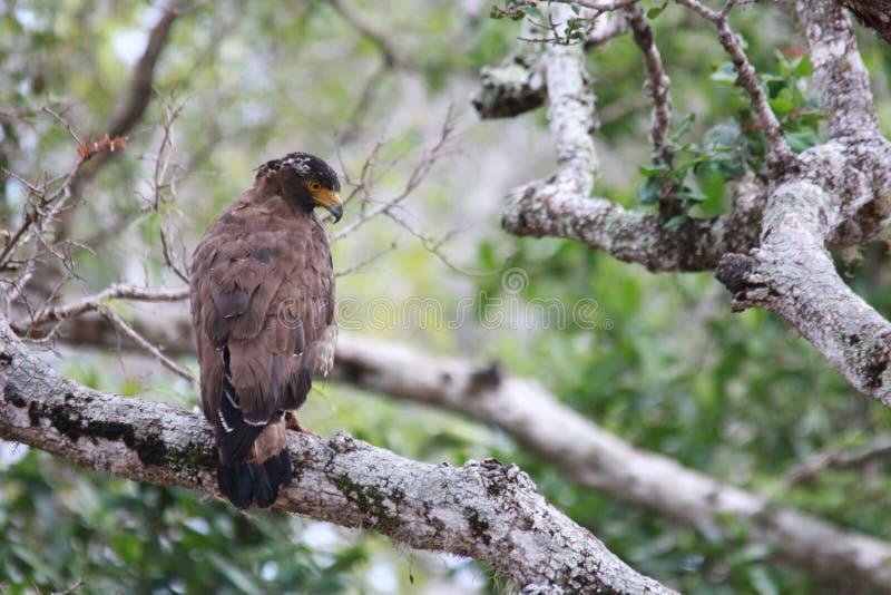 157 Eagle Bird Yala National Park Stock Photos - Free & Royalty-Free ...