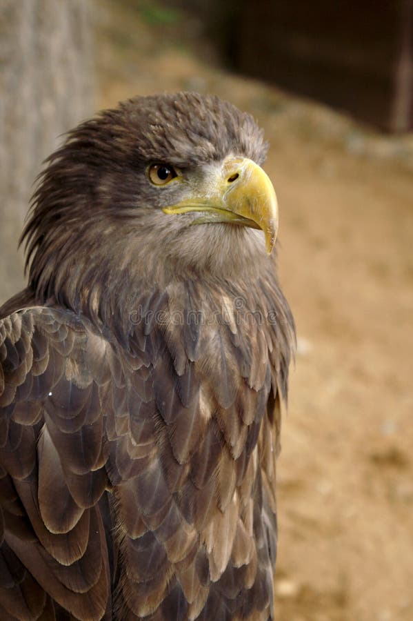 Eagle in ZOO stock image. Image of bird, animal, freedom - 25914543