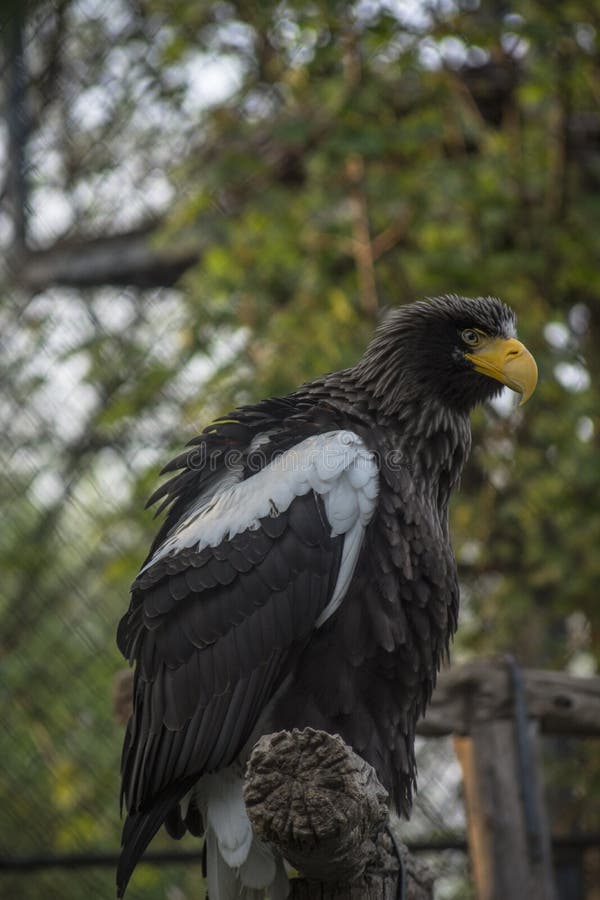 Eagle in zoo stock image. Image of naturecollection - 160042145