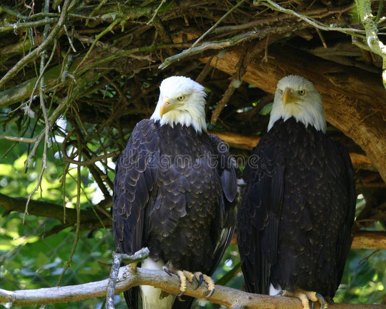2,039 Two Eagles Stock Photos - Free & Royalty-Free Stock Photos from ...