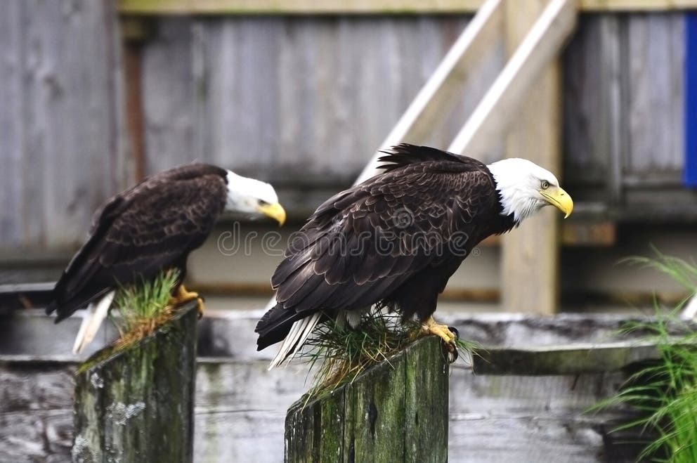 Eagles. stock image. Image of head, birds, banff, animals - 24504237