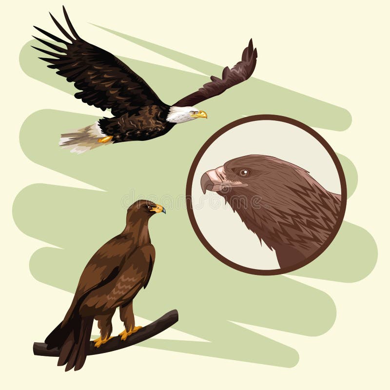 Drawing of two Eagles stock illustration. Illustration of flight - 8387193