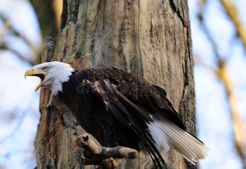 Robin stock photo. Image of small, bird, robby, winter - 650520