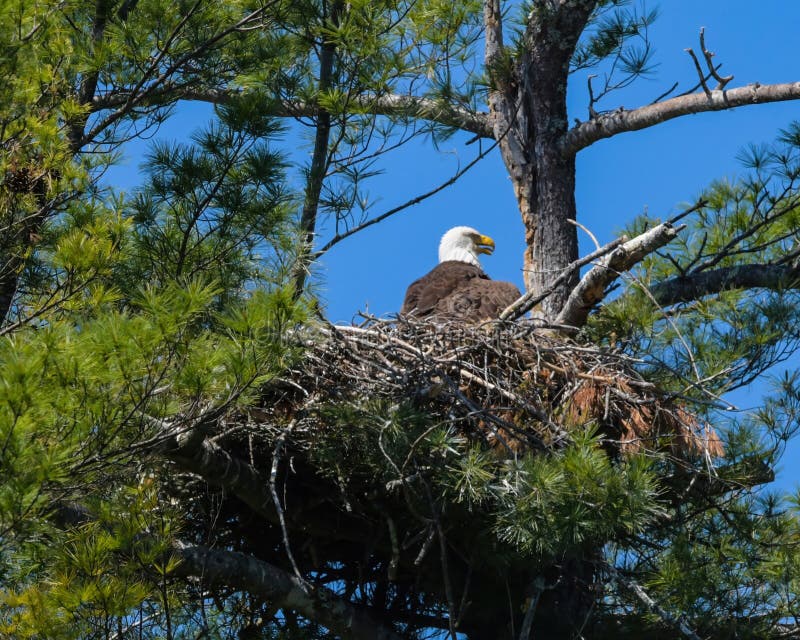 Eagles Nest with Bald Eagle in Nest Blue Sky Green Foliage Stock Photo ...