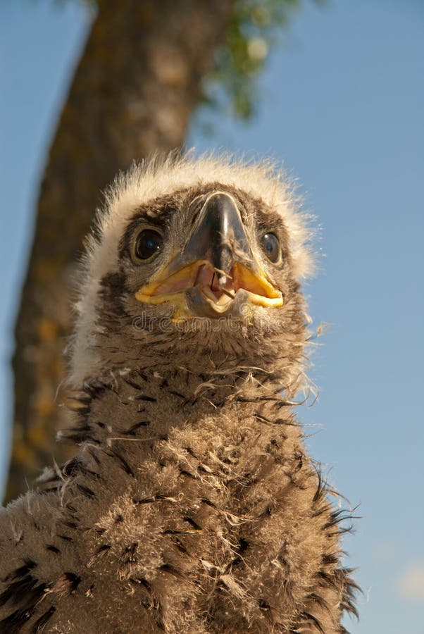 The eaglet stock image. Image of horizontal, animal, eaglet - 50374579