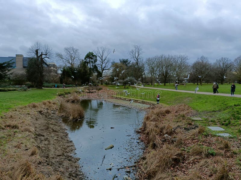 Ealing Walpole Park Pond Draining Editorial Photo - Image of draining ...