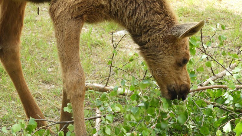 Elk Calb Stock Photos - Free & Royalty-Free Stock Photos from Dreamstime