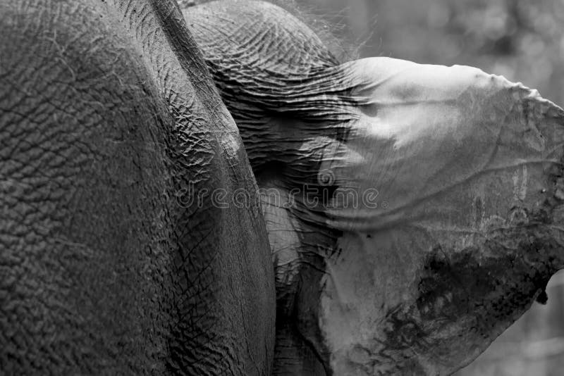 Ear stock image. Image of texture, cooling, elephant - 23795583