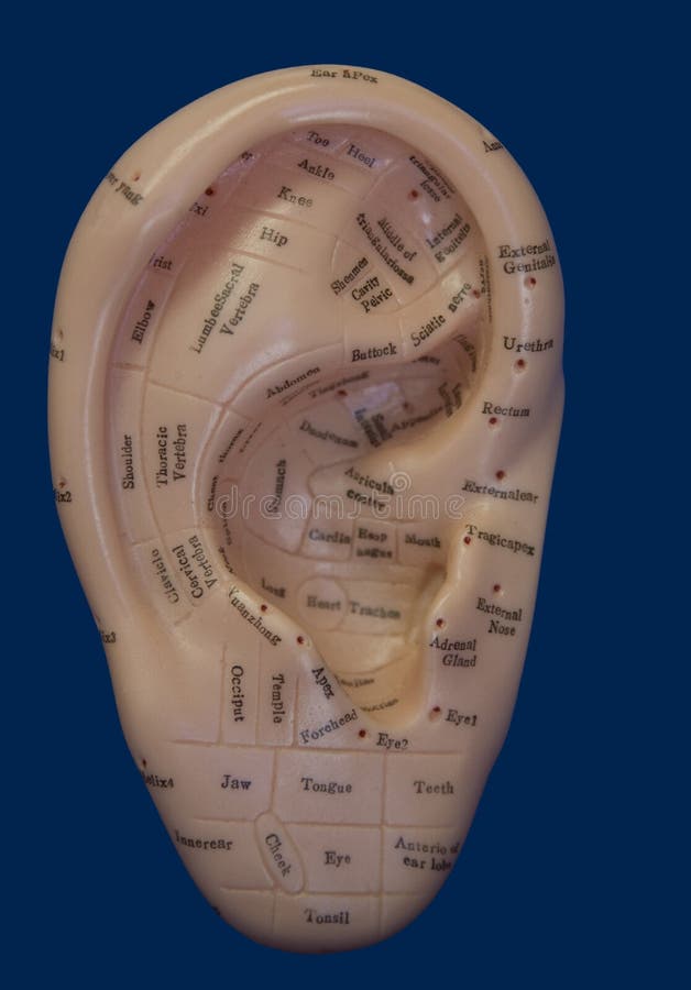Ear Acupuncture Points stock image. Image of acupressure - 8999205