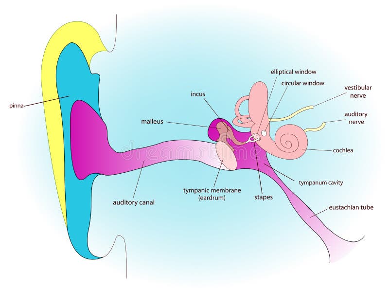 Anatomy of the Ear stock vector. Illustration of nerve - 24694723