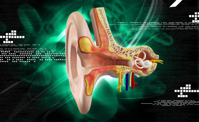 Anatomy of the Human Ear stock vector. Illustration of organ - 21823874