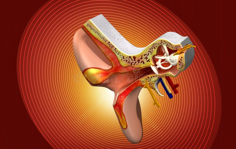 Ear anatomy stock illustration. Illustration of drawing - 37736915