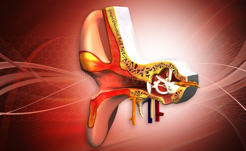 Anatomy of the ear stock illustration. Illustration of eardrum - 32128189