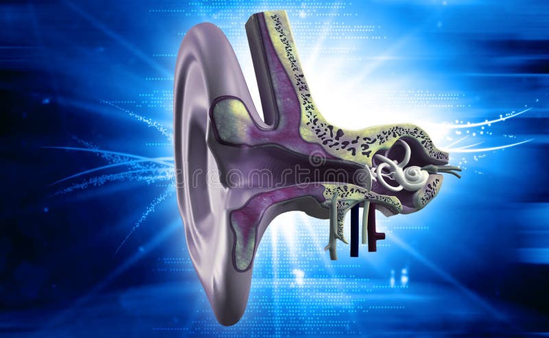Ear anatomy stock illustration. Illustration of acoustic - 39272331