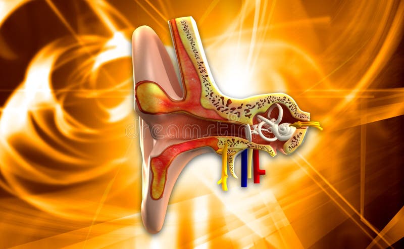 Illustration of Examination Ear Anatomy Stock Illustration ...
