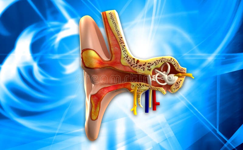 Ear anatomy stock illustration. Illustration of eustachian - 41787176