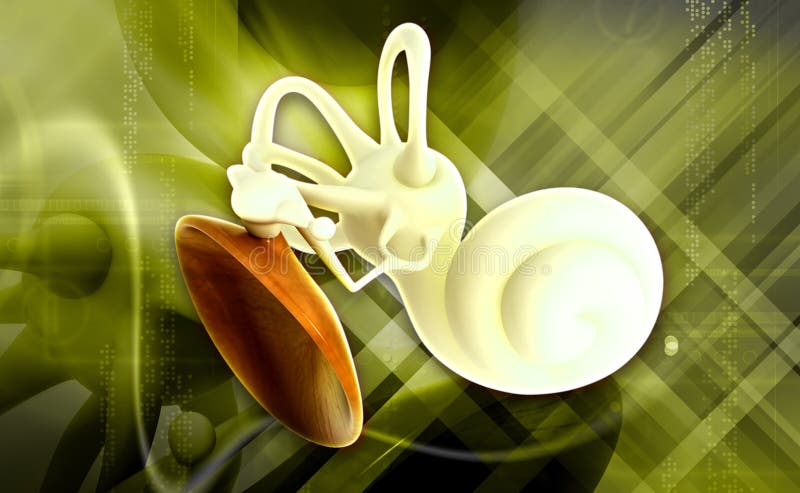 Human Cochlear Stock Illustrations – 630 Human Cochlear Stock ...