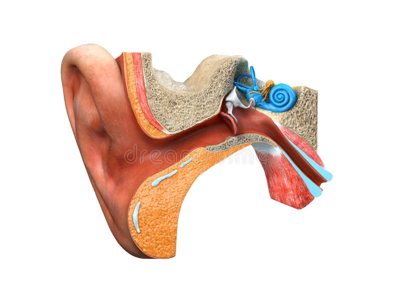 Anatomy of the Ear. Health Care Education Infographic. Vector Design ...