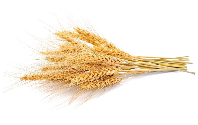 Bunch of barley stock photo. Image of culture, organic - 14935858