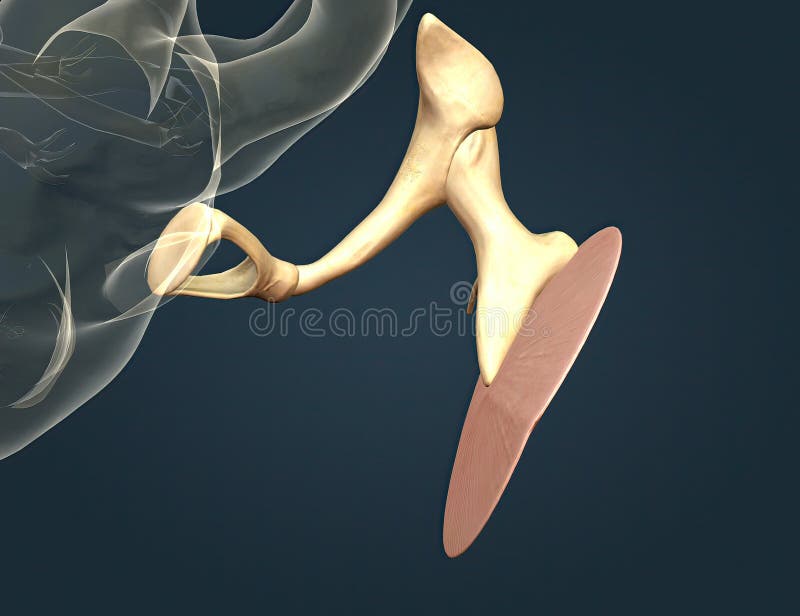 The Ear Bone, Also Called the Auditory Oscillum, is Any of the Three ...