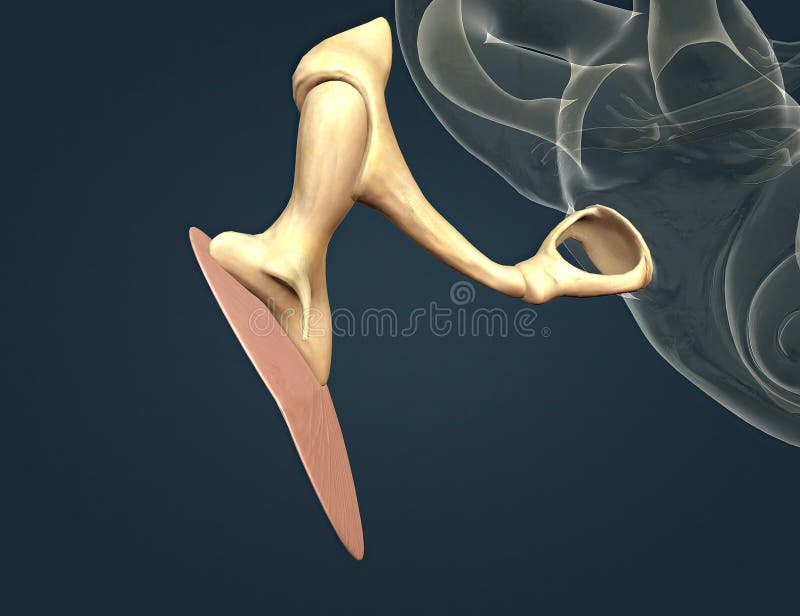 Bones Middle Ear Stock Illustrations – 87 Bones Middle Ear Stock ...