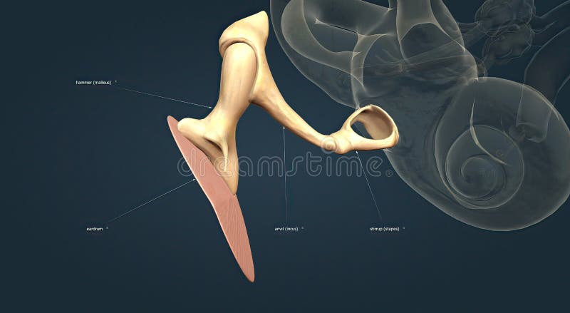 The Ear Bone, Also Called the Auditory Oscillum, is Any of the Three ...
