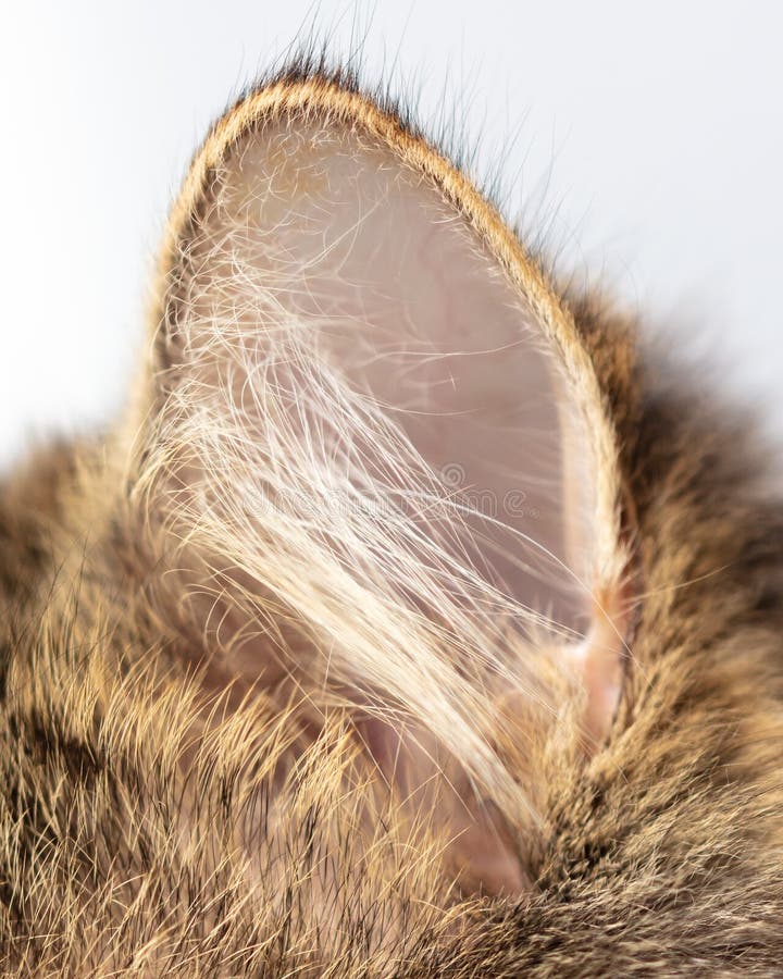 The Ear is on the Cat`s Head Stock Photo - Image of hair, pretty: 138794088