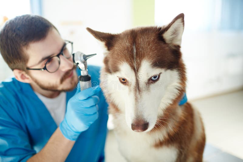 Ear checkup stock image. Image of medical, clinic, canine - 90728183