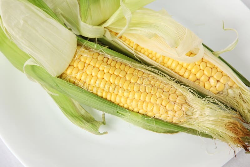 Ear of corn stock image. Image of closeup, entire, maize - 10573869