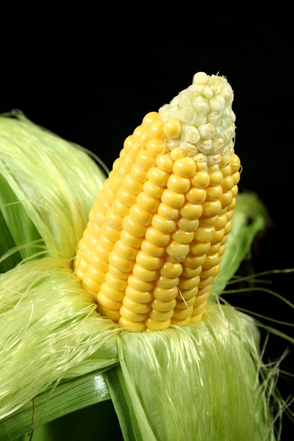 Ear of Corn stock image. Image of nutritional, unprocessed - 1591289