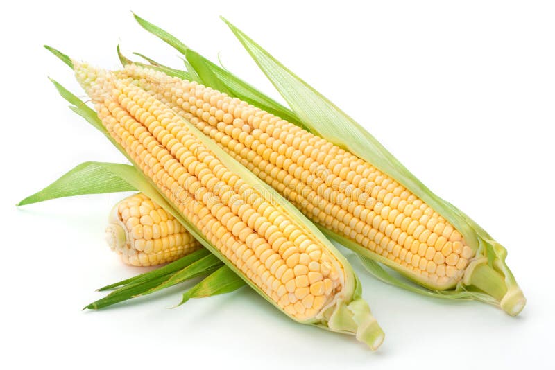 Zulu chief editorial stock photo. Image of shaka, historical - 22633838