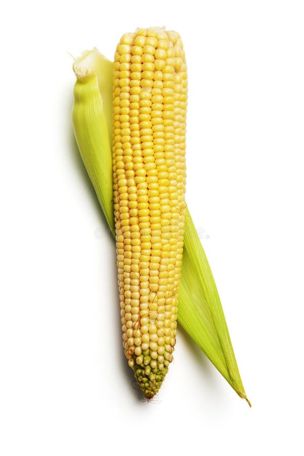 Ear of Corn stock image. Image of grain, gold, butter - 20613297