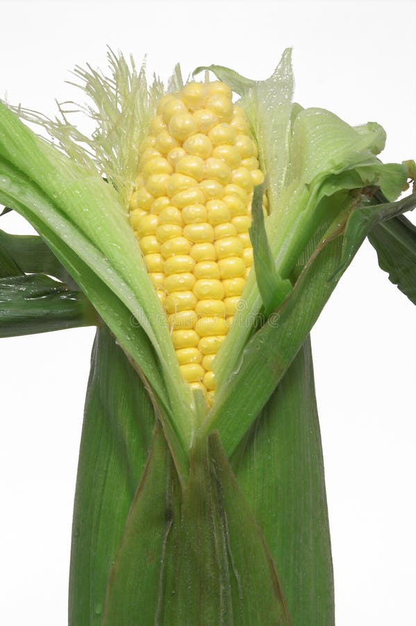 Ear of Corn stock image. Image of corn, agriculture, plat - 2370529