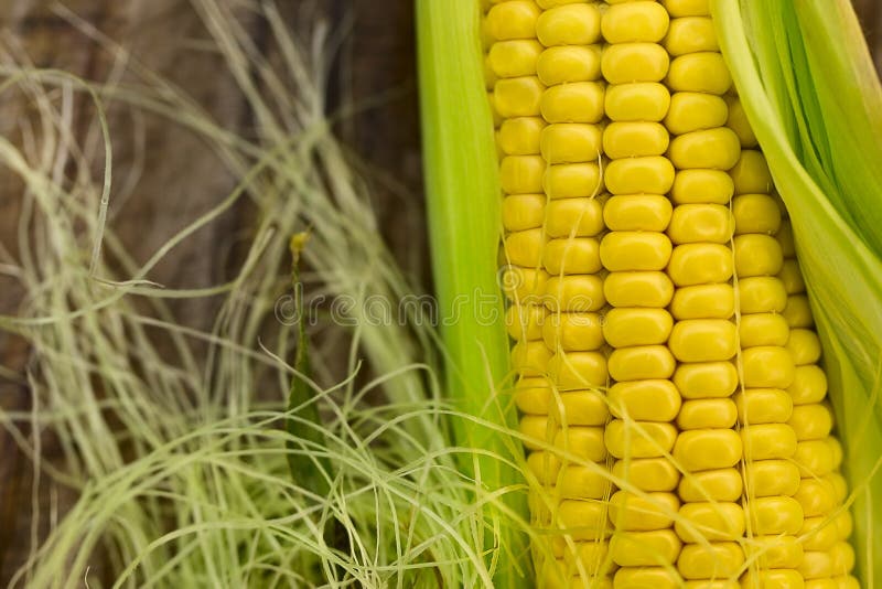 Ear of corn stock photo. Image of summer, corn, wood - 25770648