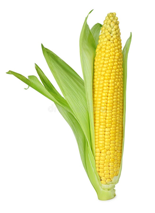 Ear of Corn isolated stock photo. Image of kernels, object - 20472510
