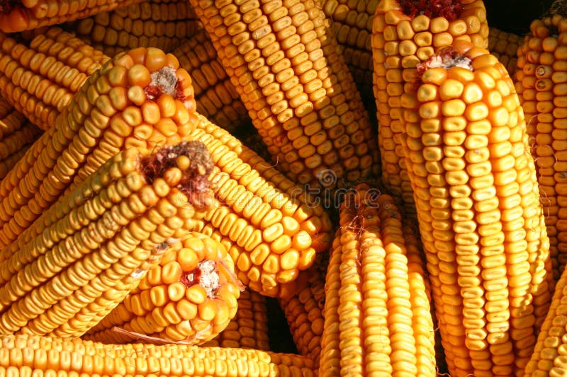Ear corn stock image. Image of yellow, feed, agriculture - 26487237