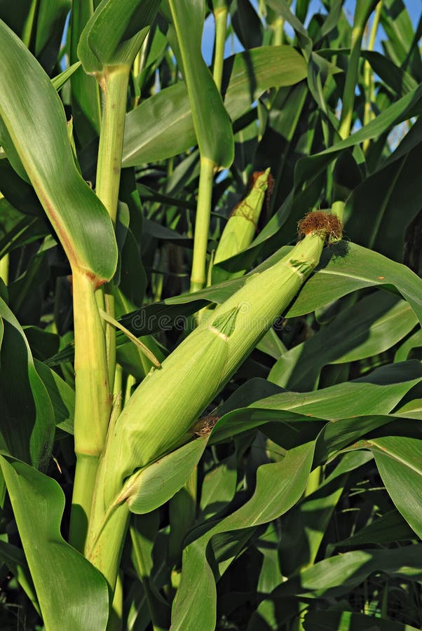 Ear of corn stock image. Image of agriculture, crop, vegetable - 3853995