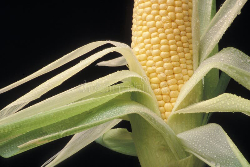 Ear of corn stock image. Image of eating, agriculture - 7748777