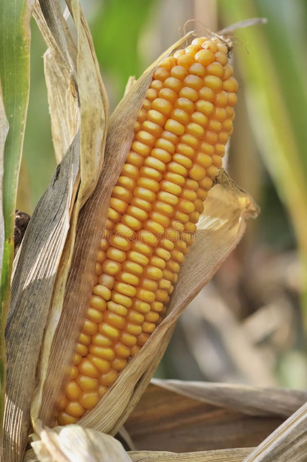 Ear of corn stock photo. Image of farming, agriculture - 100863780