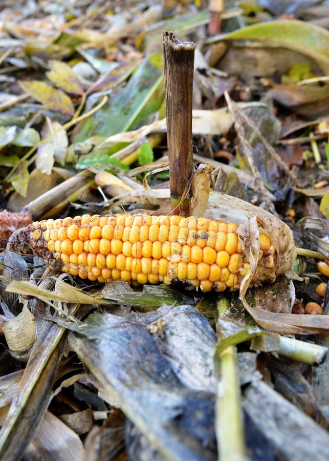 Ear of corn or corn cob stock image. Image of farmer - 188171969