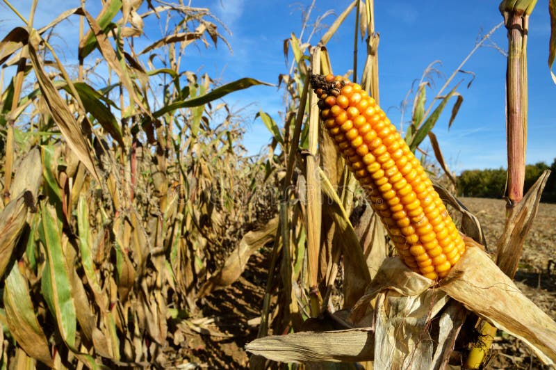 Ear of corn or corn cob stock image. Image of agricultural - 188172715